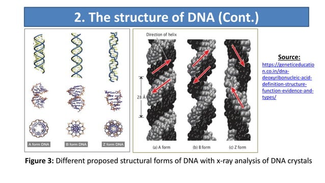 Principles of DNA Structure, Replication and how it affects Plant ...