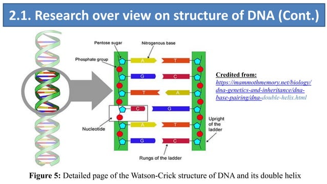 Principles of DNA Structure, Replication and how it affects Plant ...