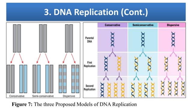 Principles of DNA Structure, Replication and how it affects Plant ...