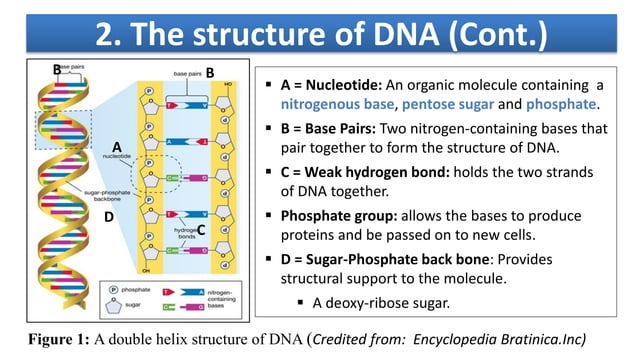 Principles of DNA Structure, Replication and how it affects Plant ...