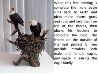 Principles of eagle | PPSX
