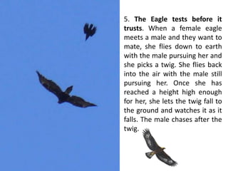 Principles of eagle | PPSX