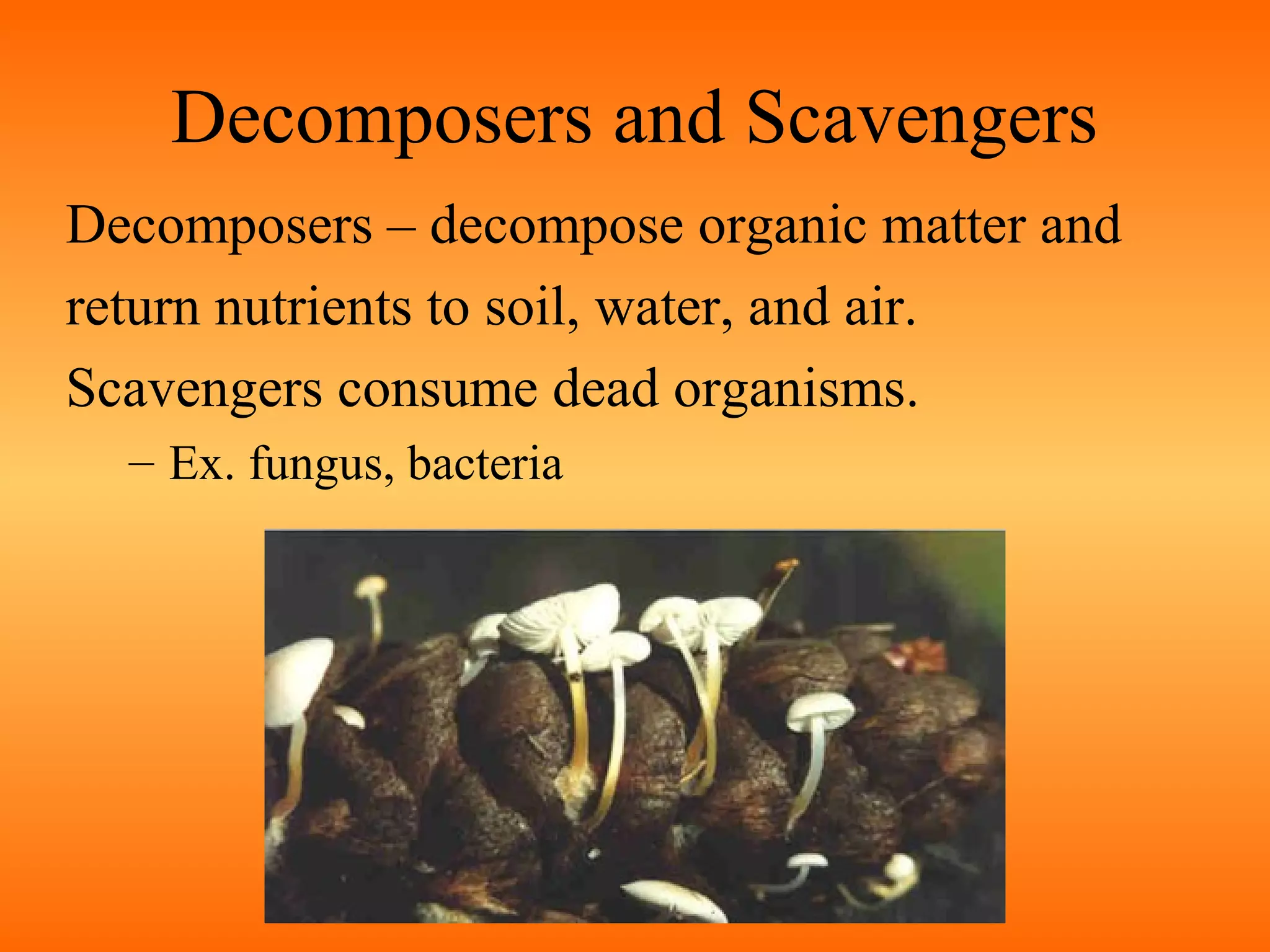 Principles of ecology | PPT