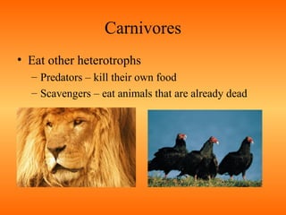 Principles of ecology | PPT