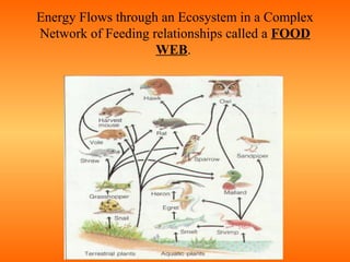 Principles of ecology | PPT