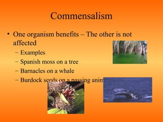 Principles of ecology | PPT