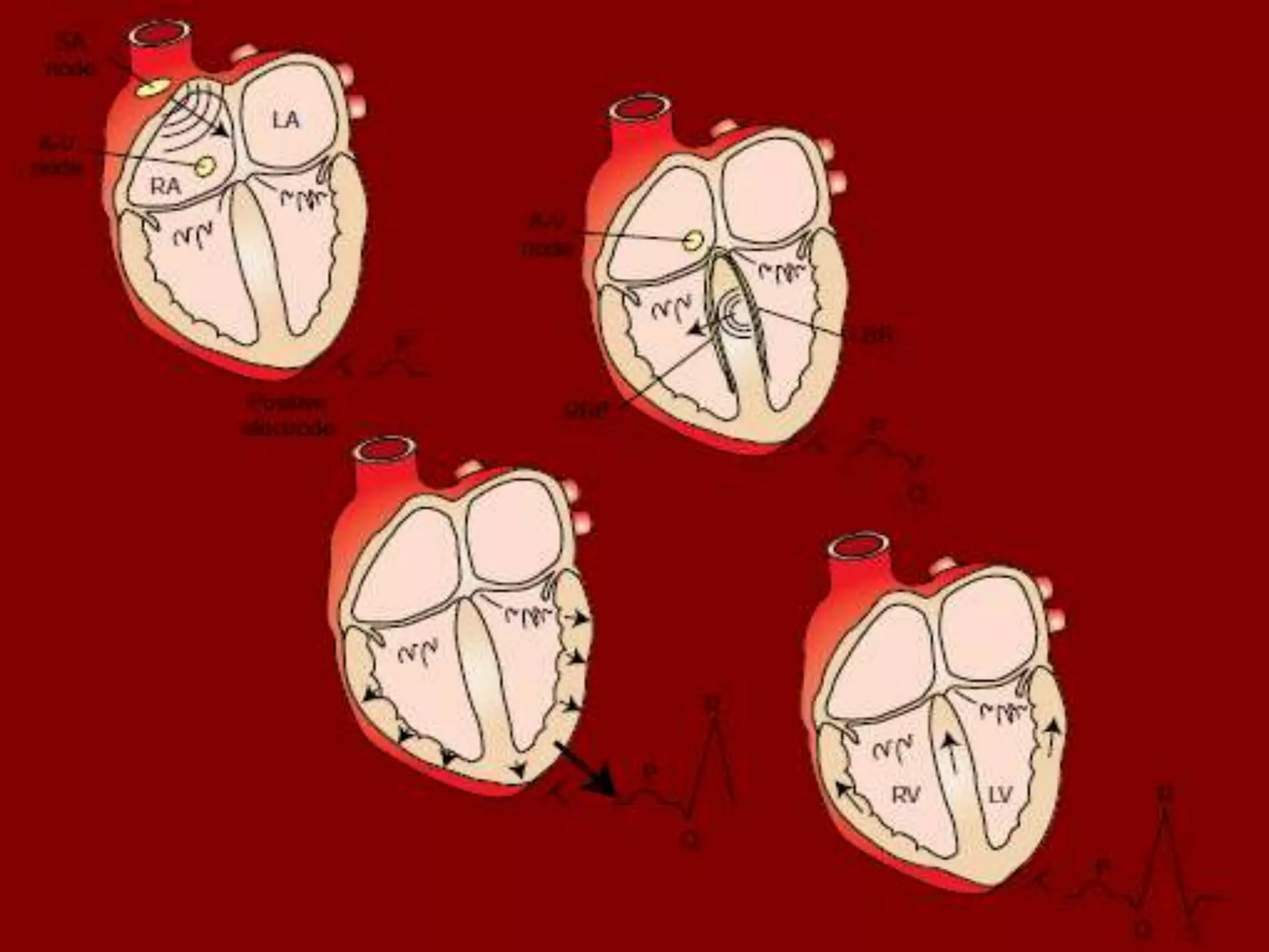 Principles of electrocardiography ppt | PPTX