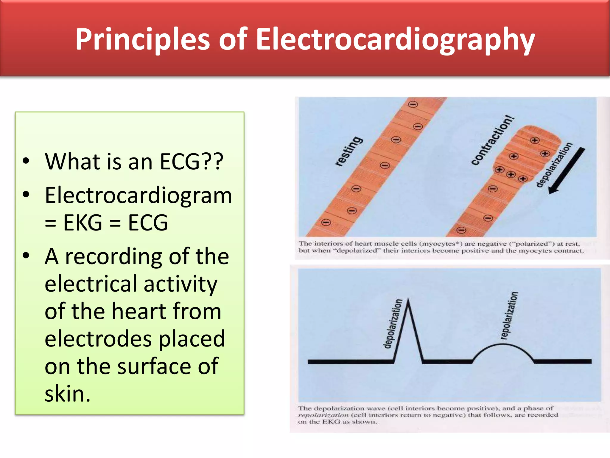 Principles of electrocardiography ppt | PPTX