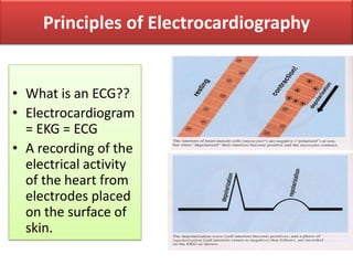 Principles of electrocardiography ppt | PPT