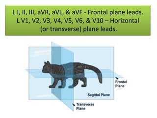Frontal Plane Animal