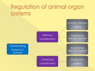 Principles of endocrine regulation | PPTX