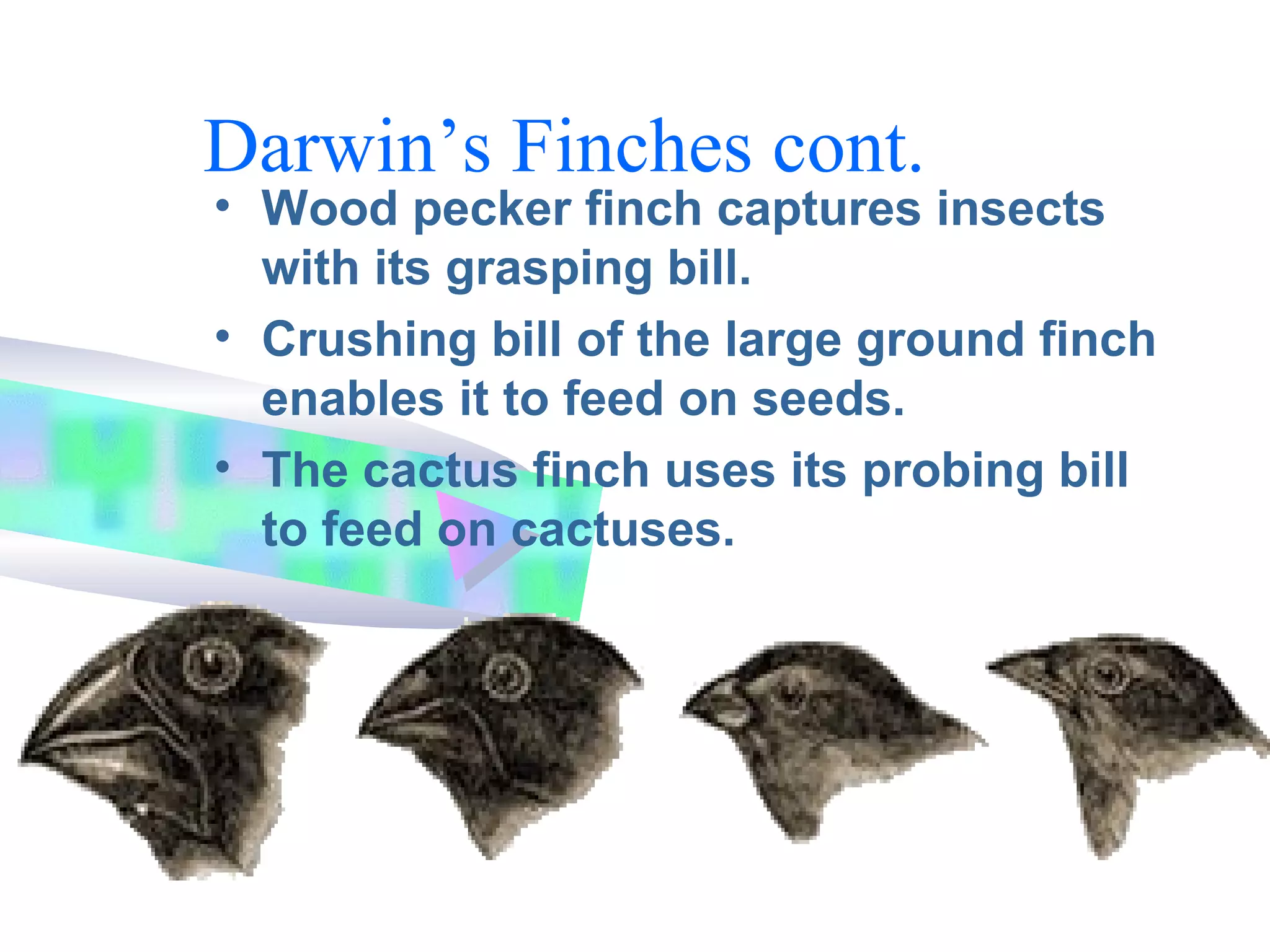 Principles of evolution | PPT