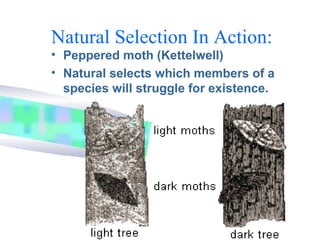 Principles of evolution | PPT