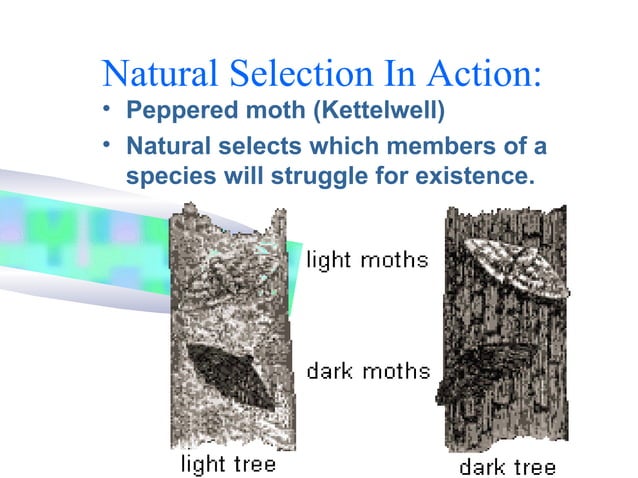 Principles of evolution | PPT