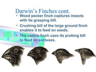 Principles of evolution | PPT