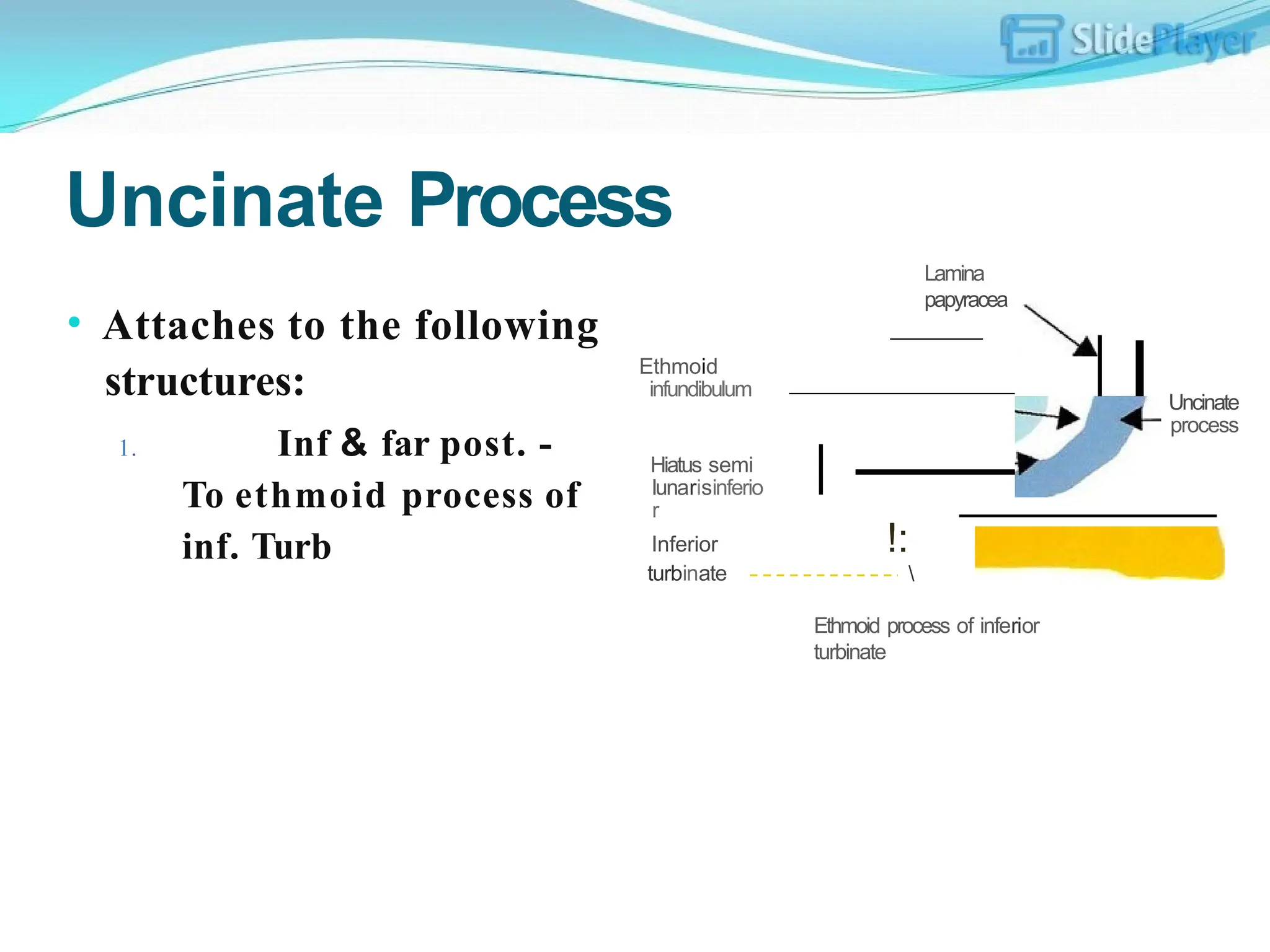Principles of Functional Endoscopic Sinus Surgery - ppt video online ...