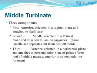 Principles of Functional Endoscopic Sinus Surgery - ppt video online ...