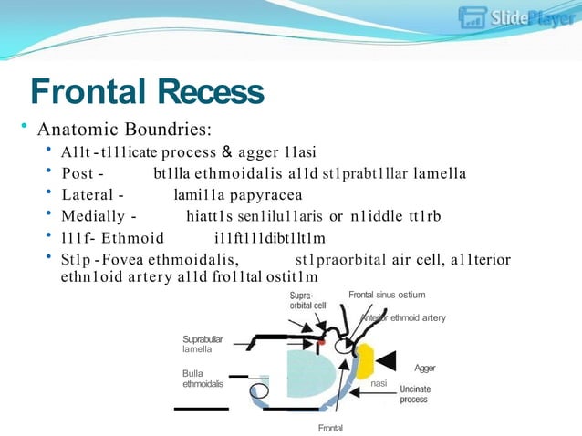 Principles of Functional Endoscopic Sinus Surgery - ppt video online ...