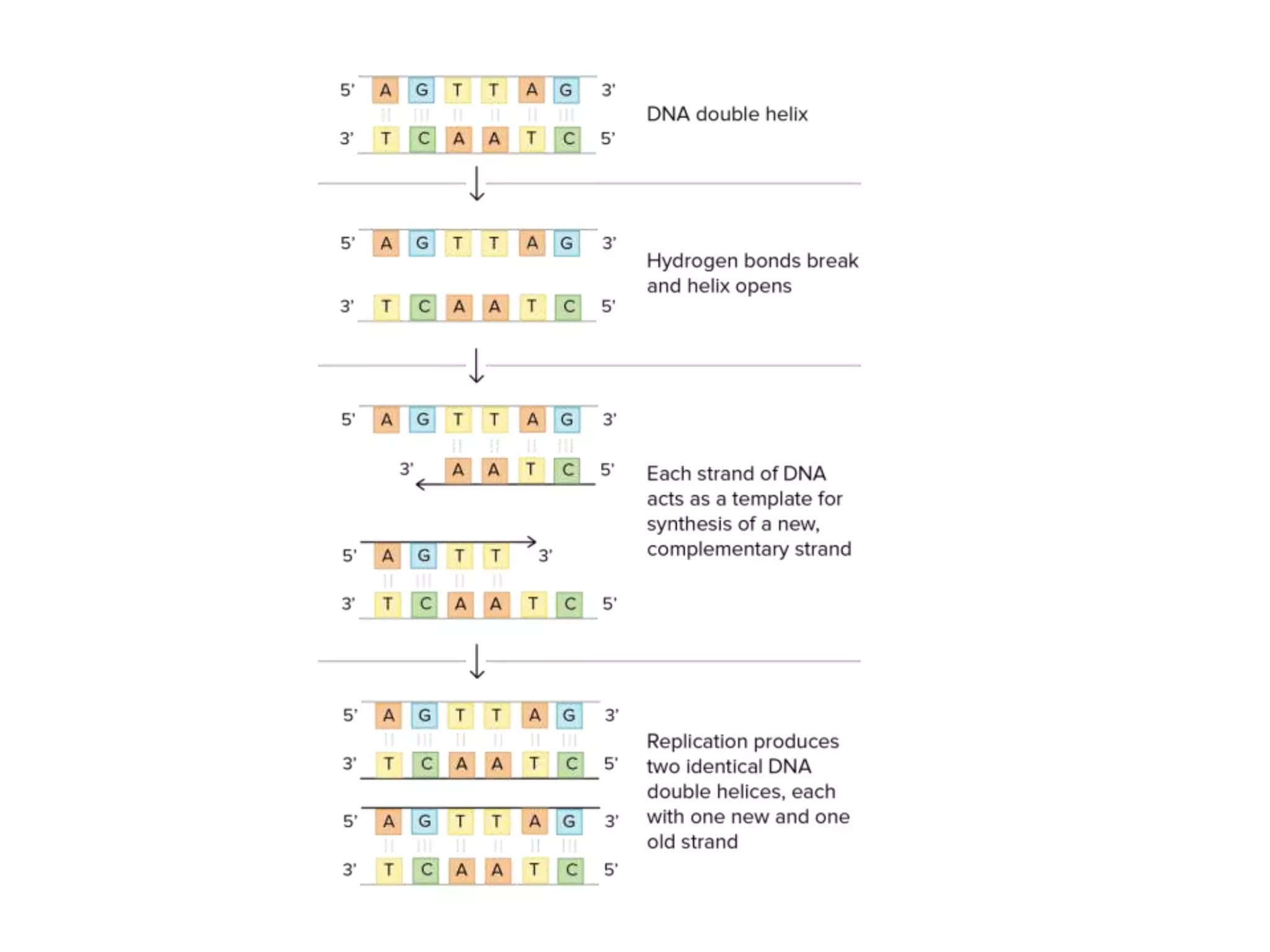 Principles of genetics | PPTX