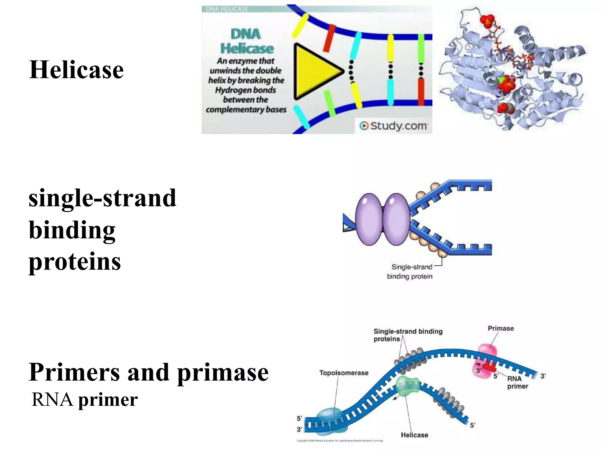 Principles of genetics | PPTX