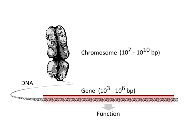 Principles of genetics | PPTX