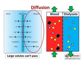 Hemodialysis Diffusion