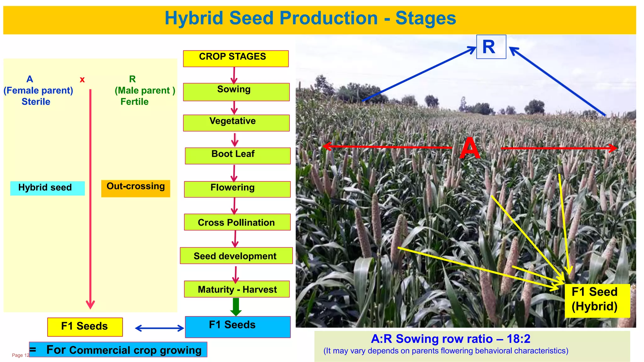 Principles of hybrid seed production | PPTX
