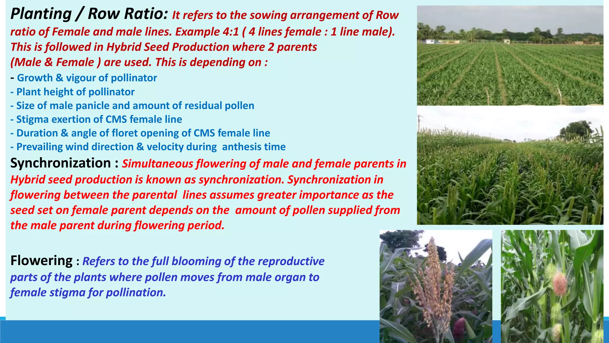 Principles of hybrid seed production | PPTX