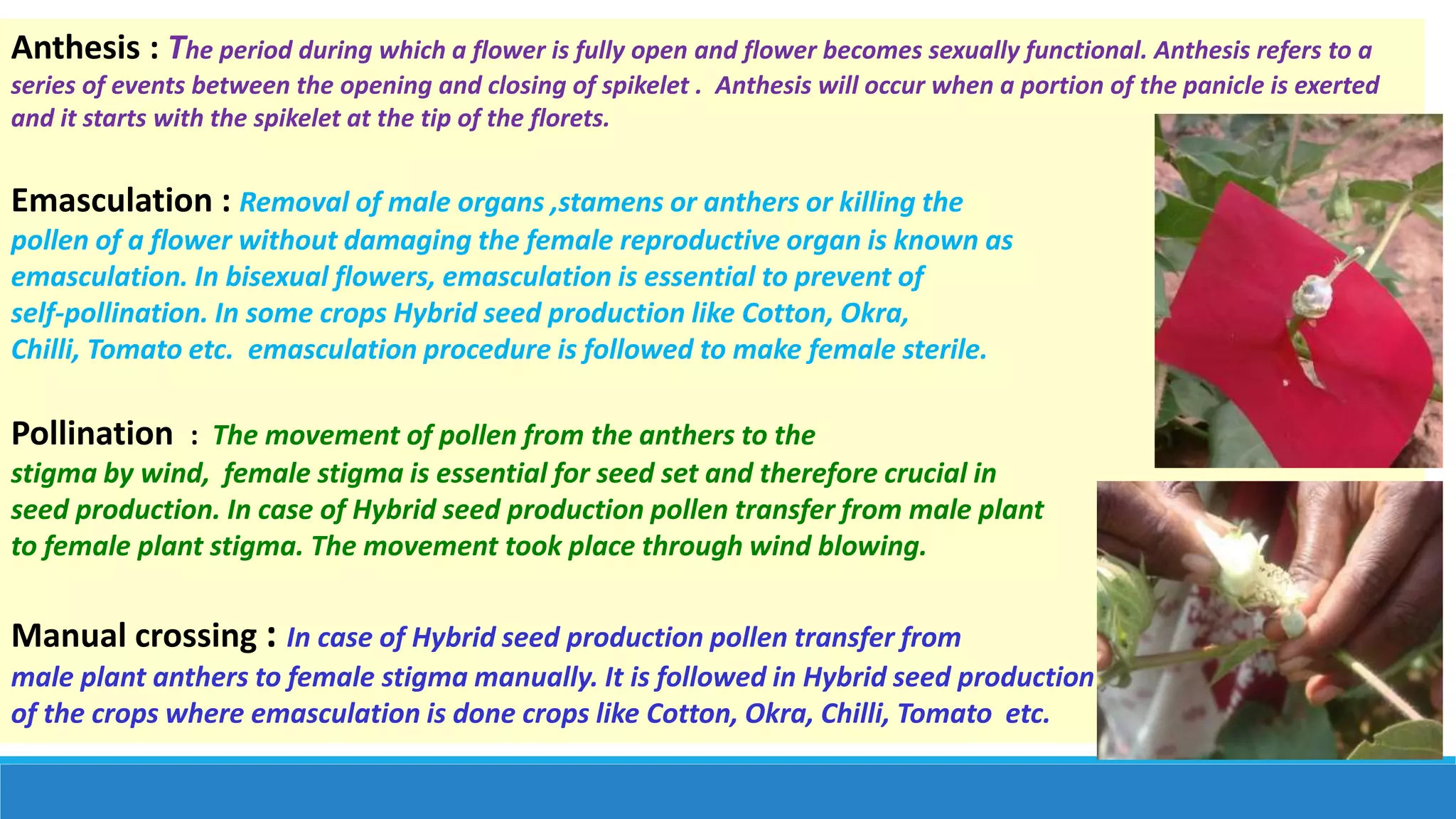 Principles of hybrid seed production | PPTX