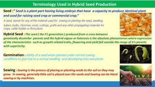 Principles of hybrid seed production | PPTX
