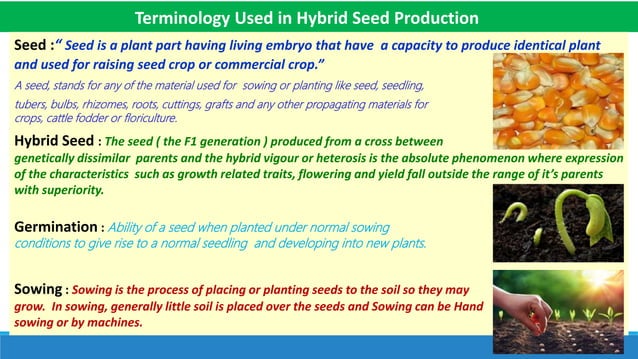 Principles of hybrid seed production | PPT | Free Download