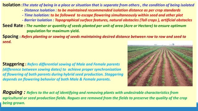 Principles of hybrid seed production | PPTX
