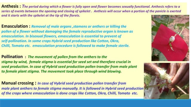 Principles of hybrid seed production | PPTX