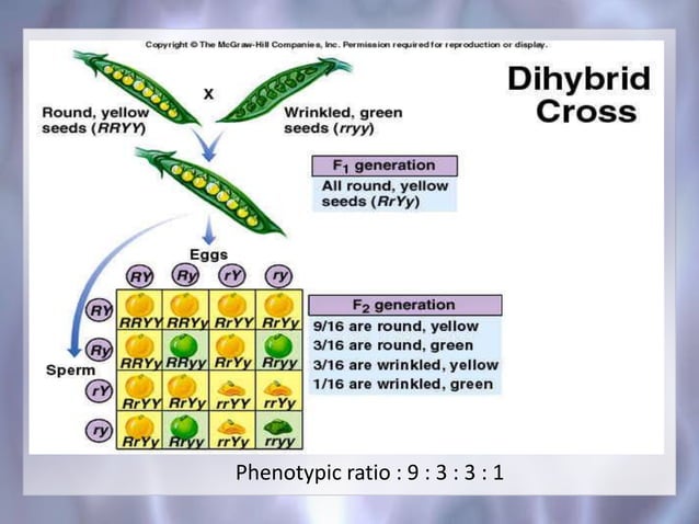 Principles of Inheritance, Class 12 CBSE | PPTX
