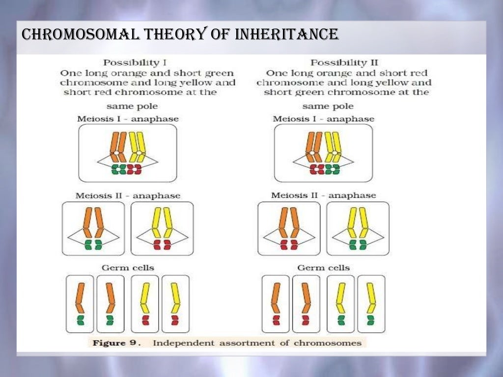 Principles of Inheritance, Class 12 CBSE