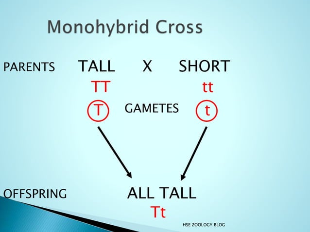 Principles of inheritance and variation | PPSX | Genetics | Science