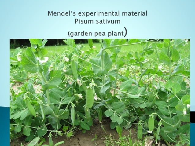 Principles of inheritance and variation | PPSX | Genetics | Science