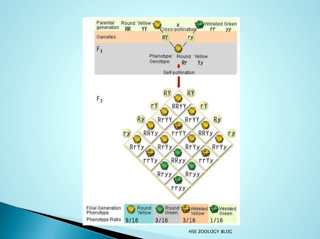Principles of inheritance and variation | PPSX | Genetics | Science