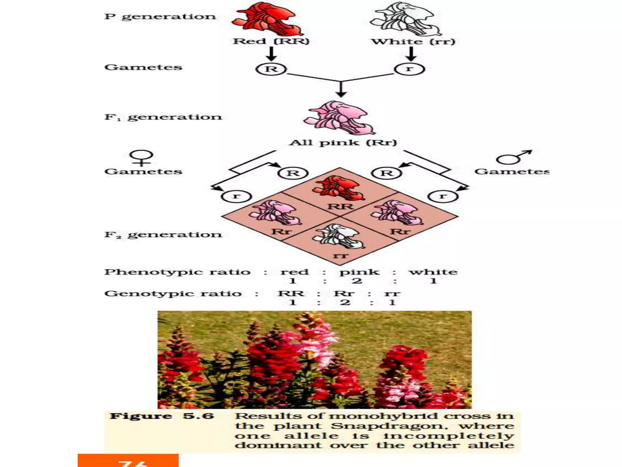 Principles of inheritance and variation (Class 12) | PPTX