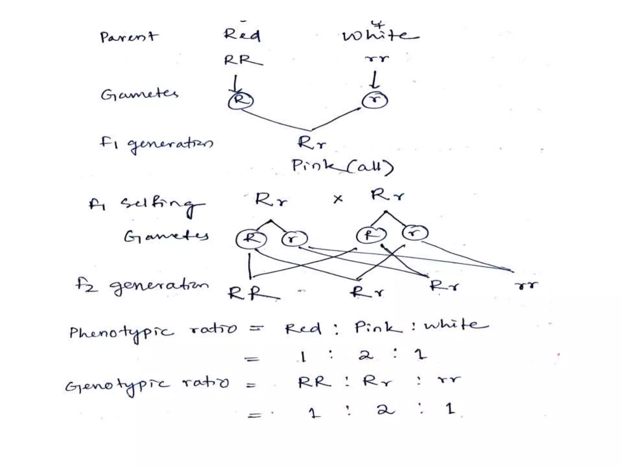 Principles of inheritance and variation (Class 12) | PPTX