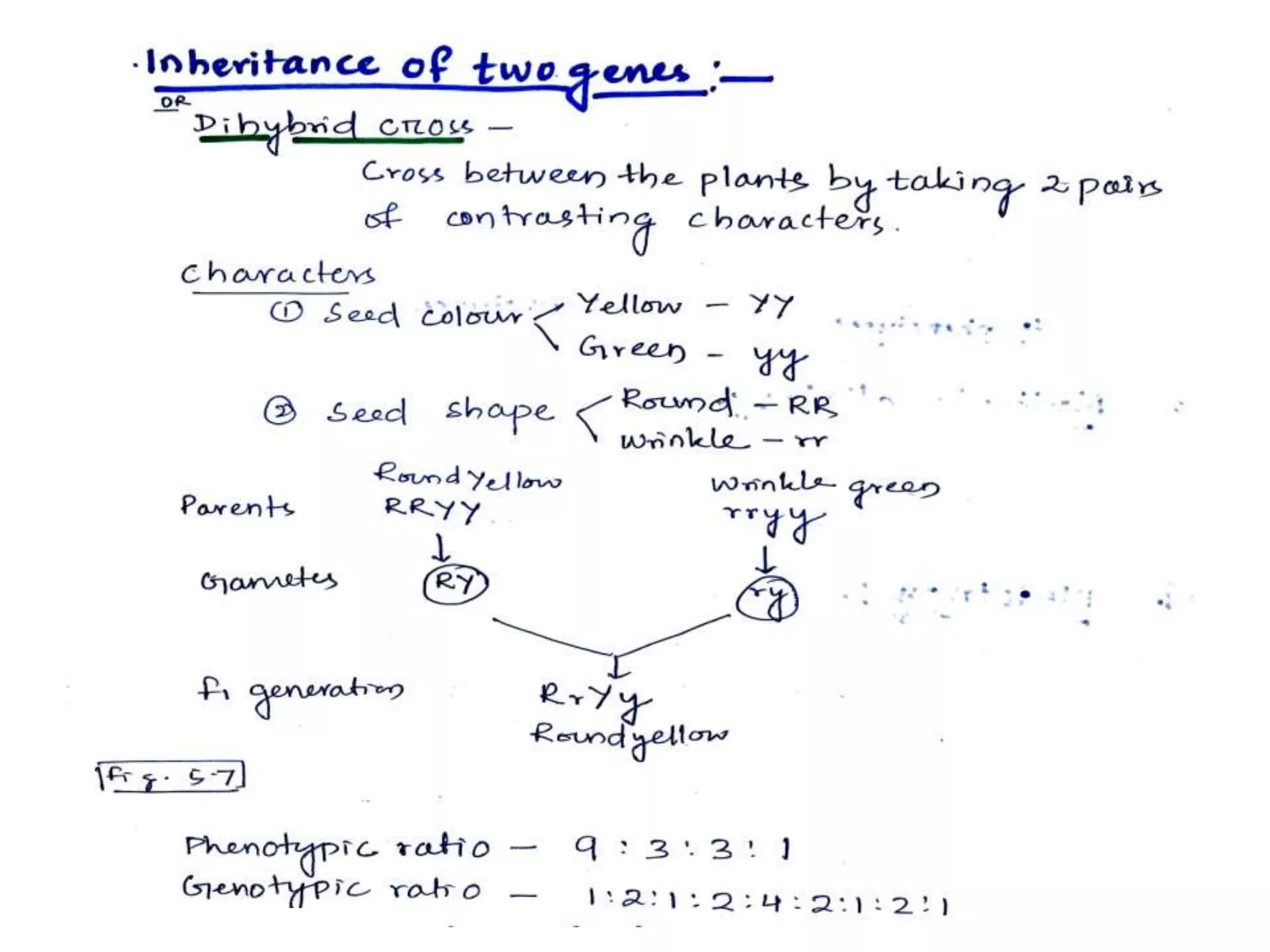 Principles of inheritance and variation (Class 12) | PPTX