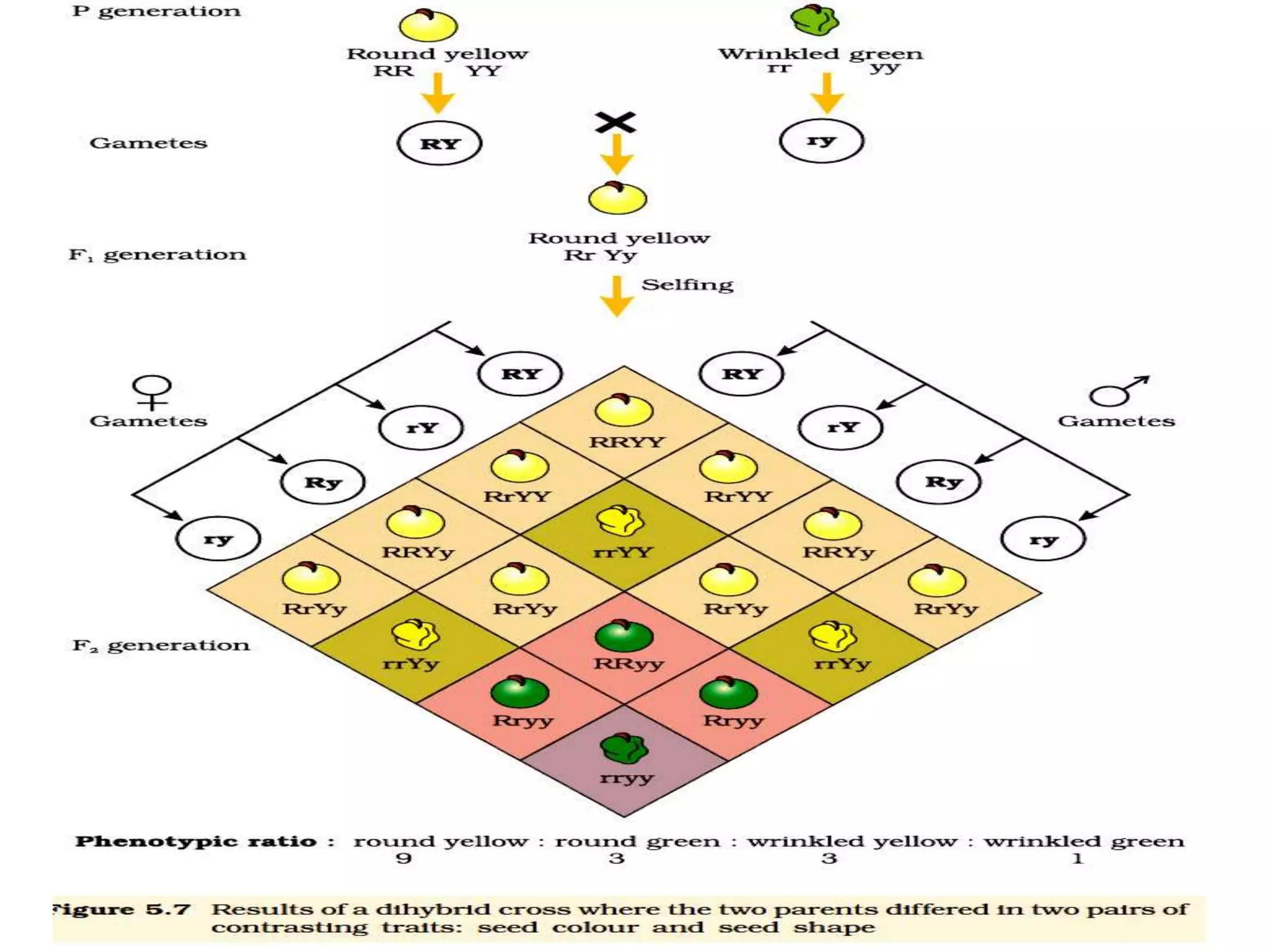 Principles of inheritance and variation (Class 12) | PPTX
