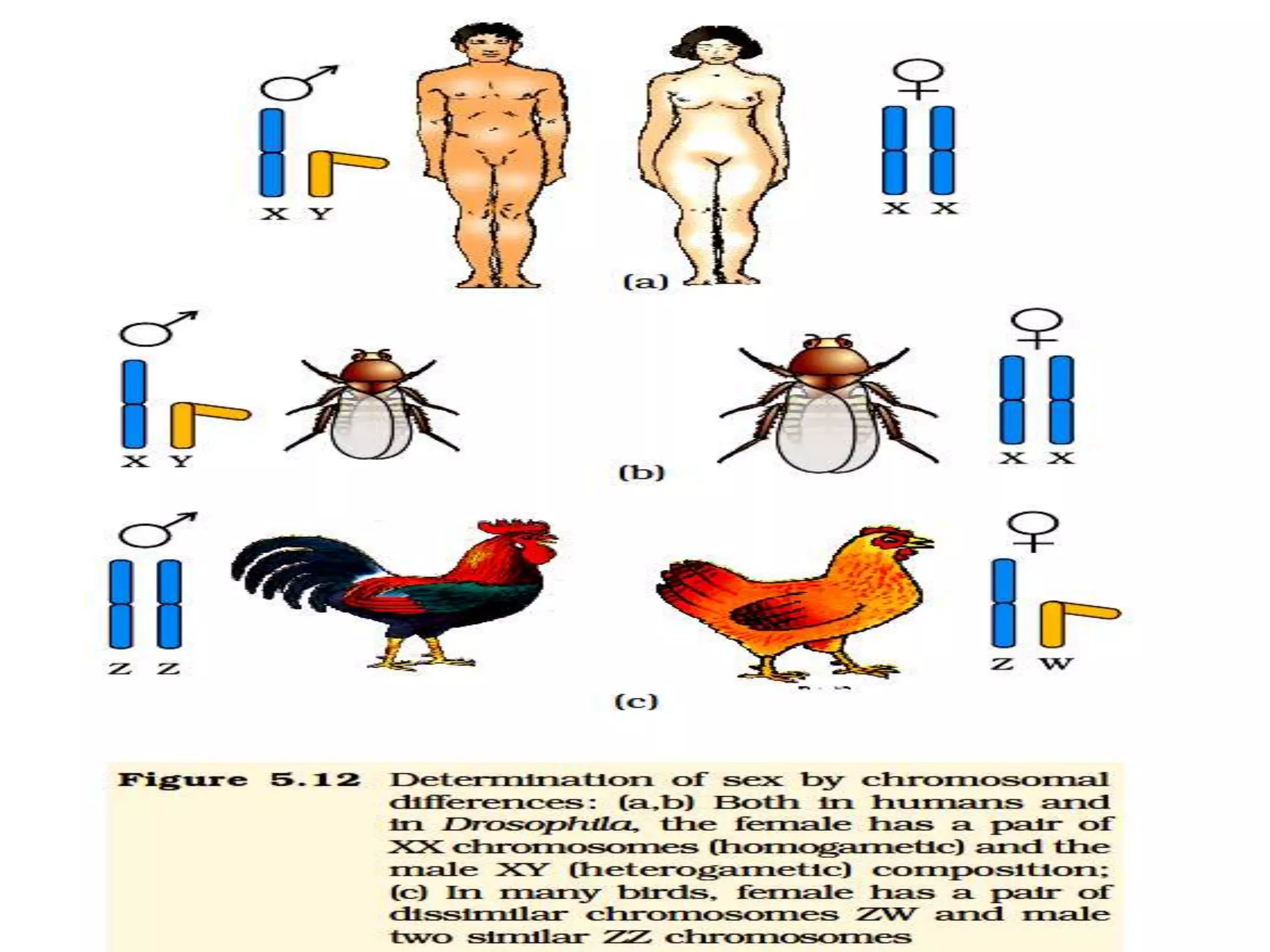 Principles of inheritance and variation (Class 12) | PPTX