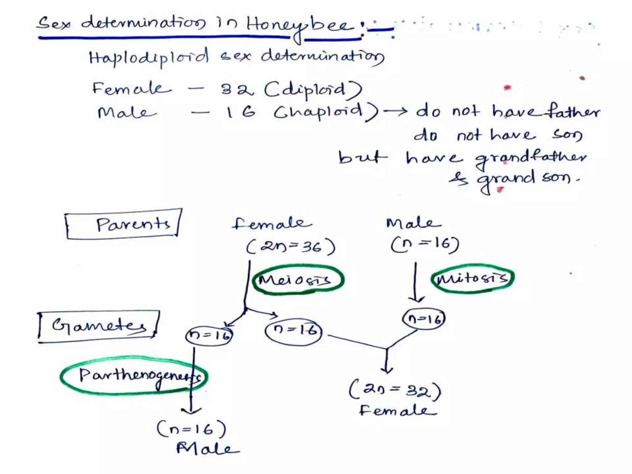 Principles of inheritance and variation (Class 12) | PPTX