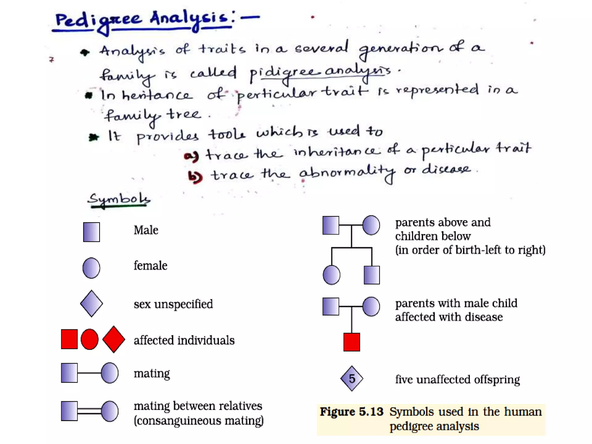 Principles of inheritance and variation (Class 12) | PPTX