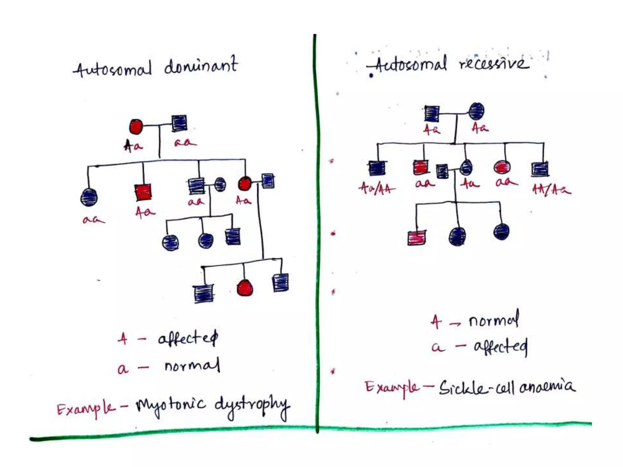 Principles of inheritance and variation (Class 12) | PPTX