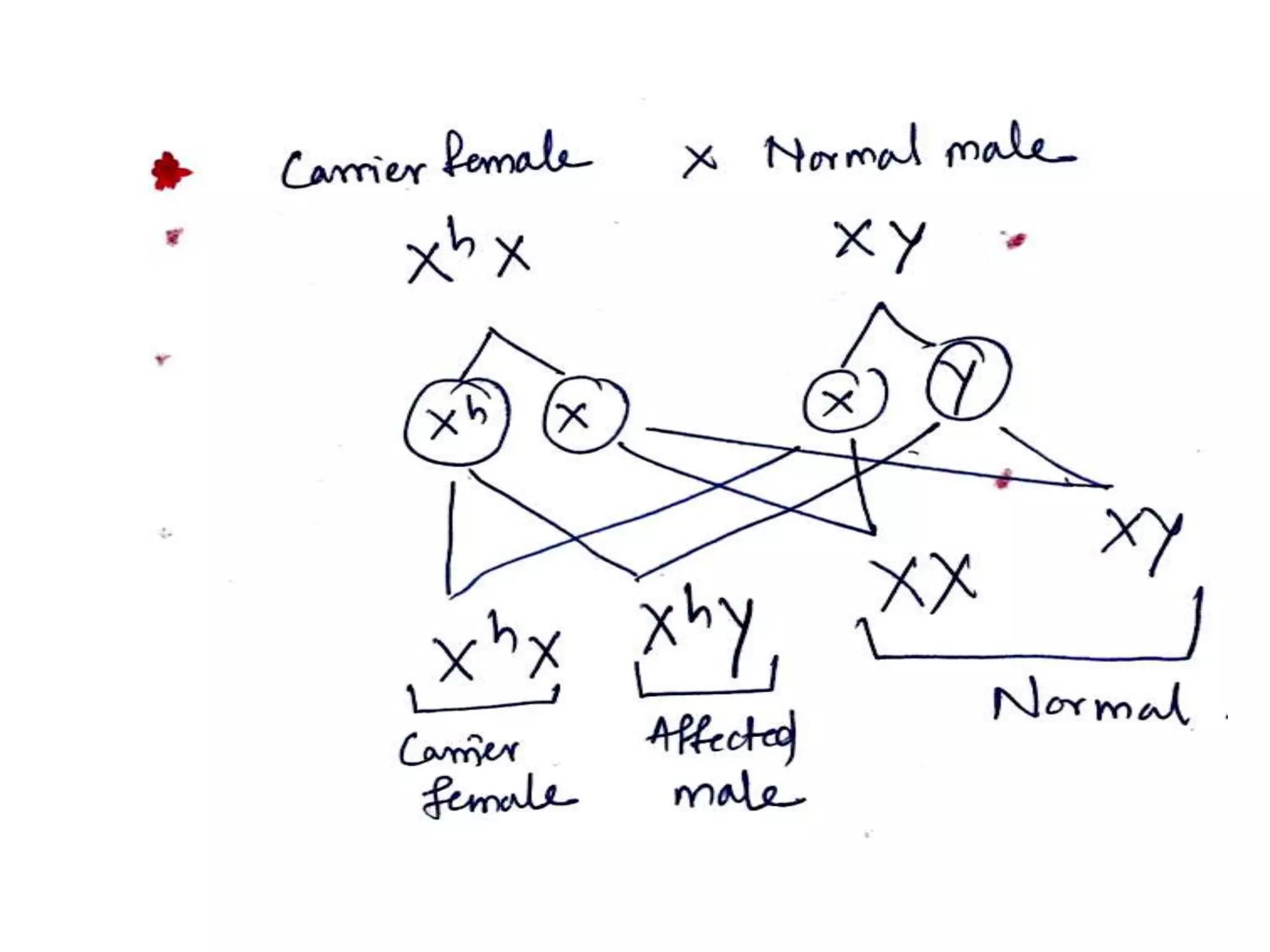 Principles of inheritance and variation (Class 12) | PPTX