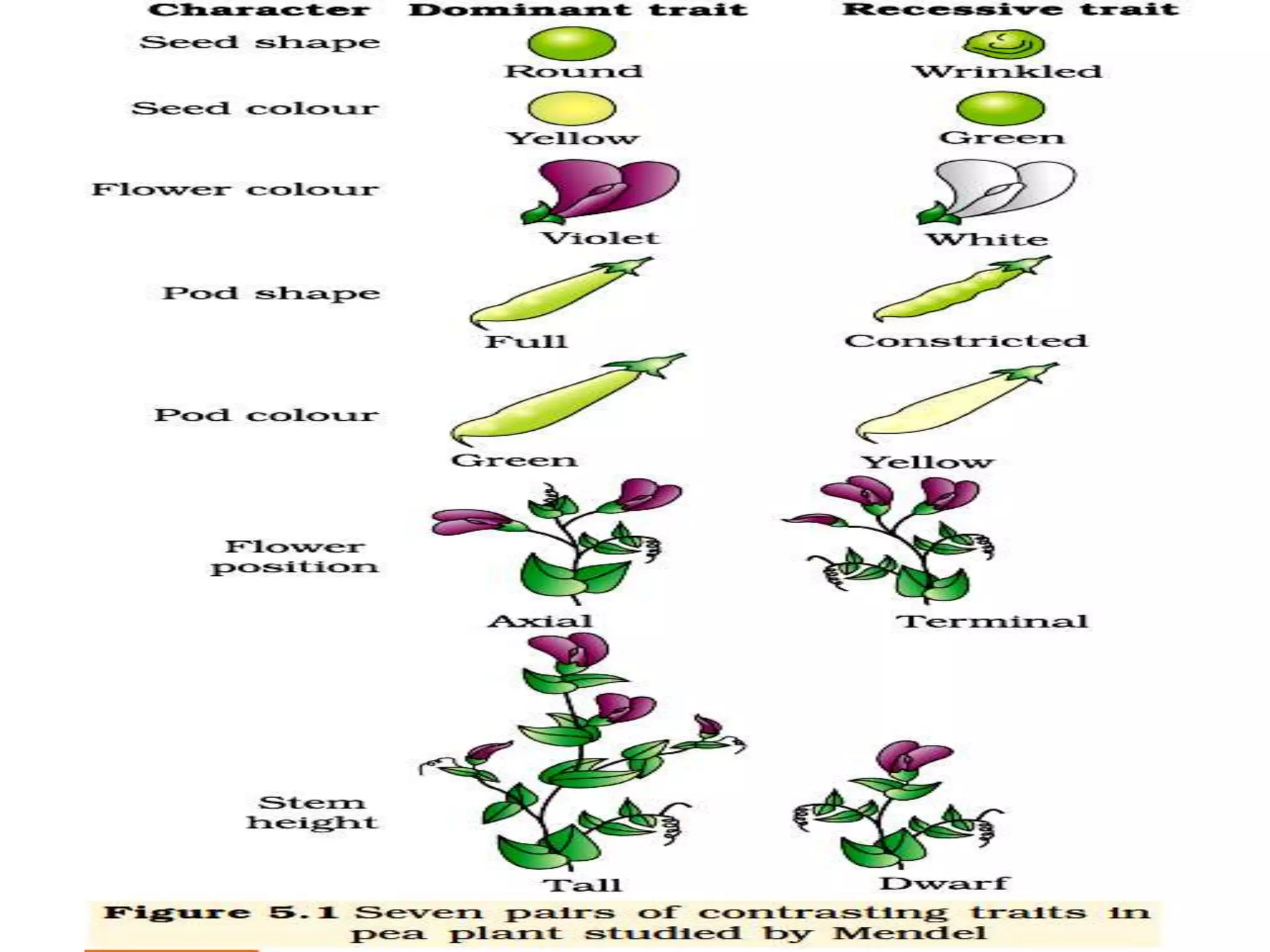 Principles of inheritance and variation (Class 12) | PPTX