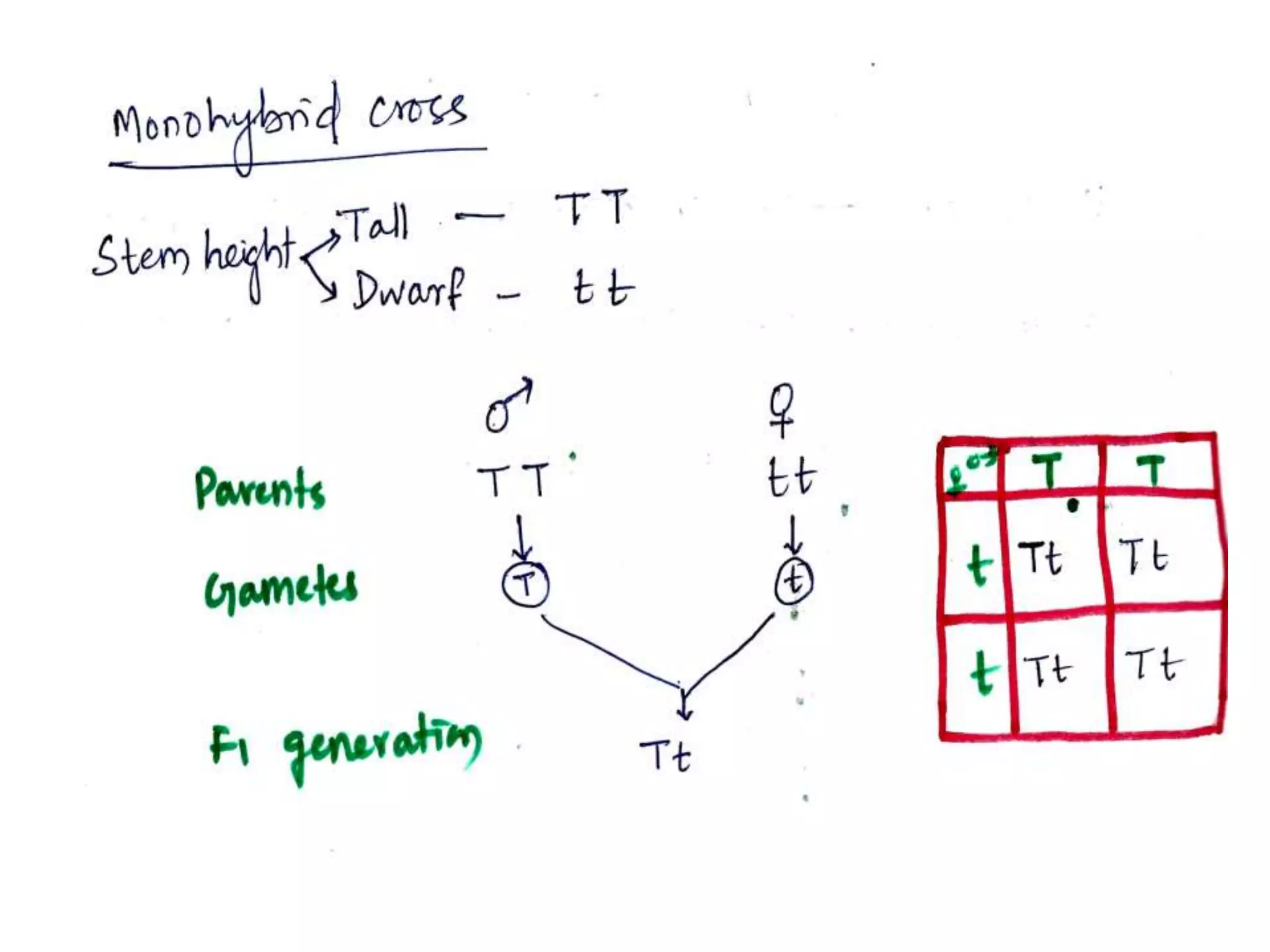 Principles of inheritance and variation (Class 12) | PPTX