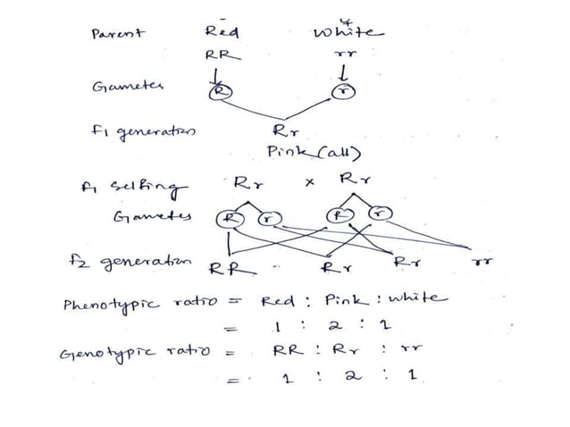 Principles of inheritance and variation (Class 12) | PPTX